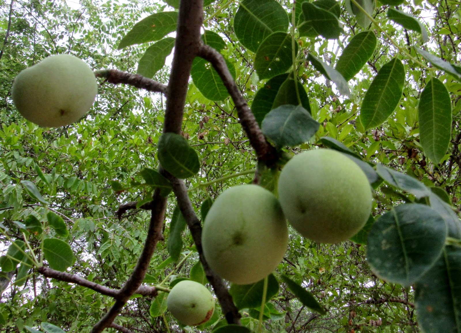 The Great Wildebeest Migration: Marula Love