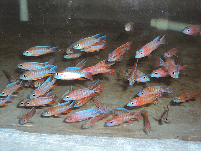 Ish Tropical Fishes: Red Rubin Peacock