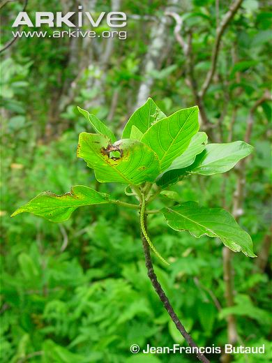 EcoHaria: Acalypha wilderi