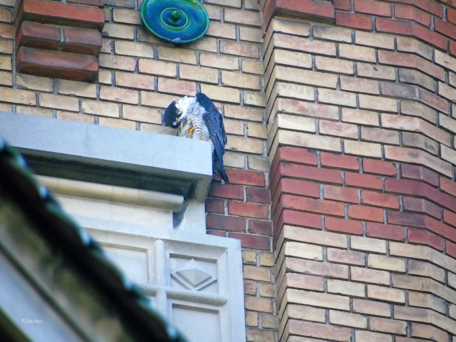 PASARI DIN ROMANIA: SOIM CALATOR, Falco peregrinus