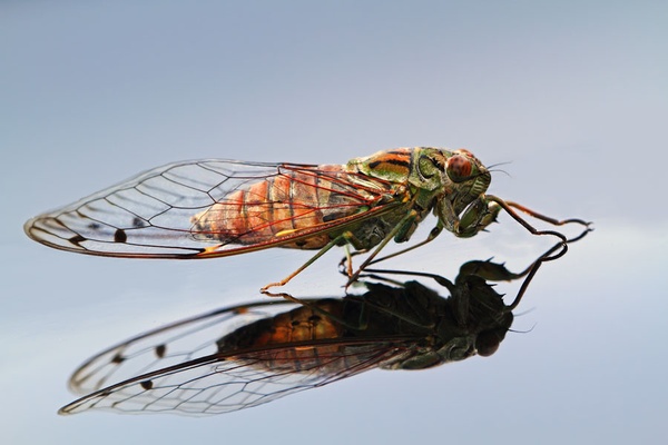 Awe & Some!: Amazing Insect Photography [26 Photos]
