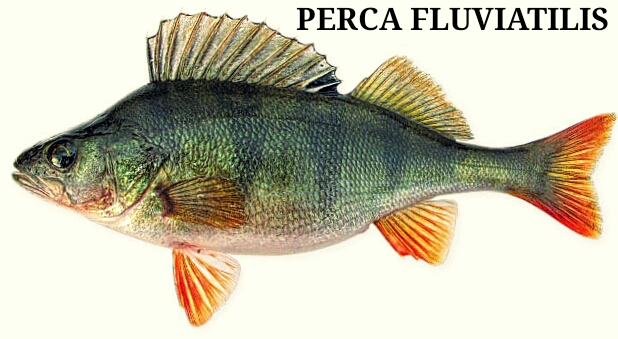 Perca Fluviatilis