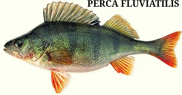 Perca Fluviatilis