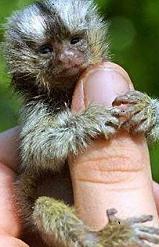 tinny Finger Monkey
