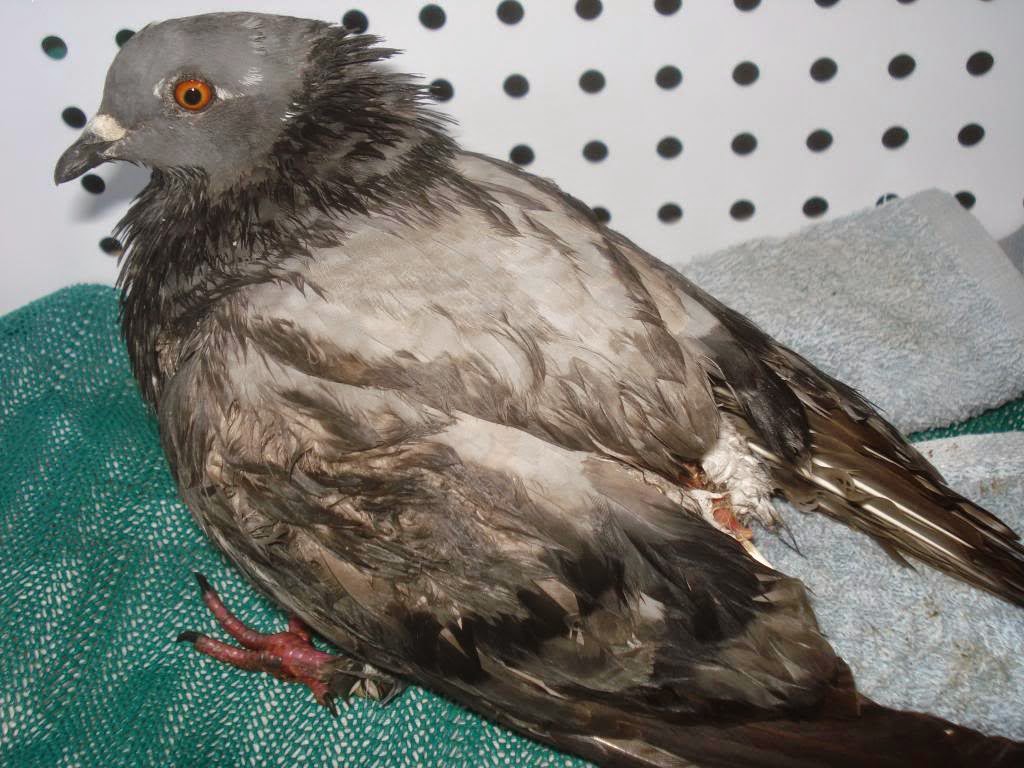 Mis amigas las palomas: Tratamiento ALA ROTA