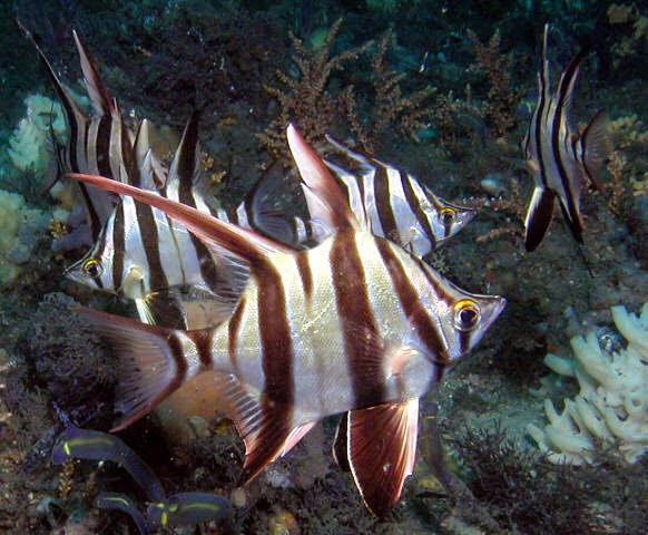 Borneo Island, Awaken To A Different World: Old Wife (Enoplosus Armatus)
