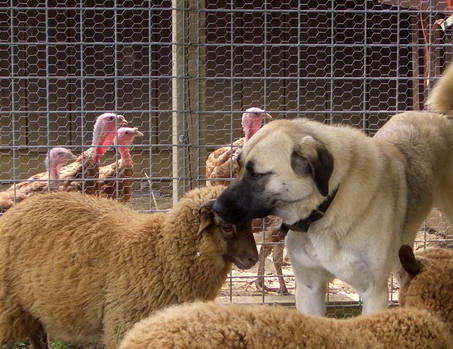 Rare on the Farm: What Exactly is a Livestock Guard Dog?