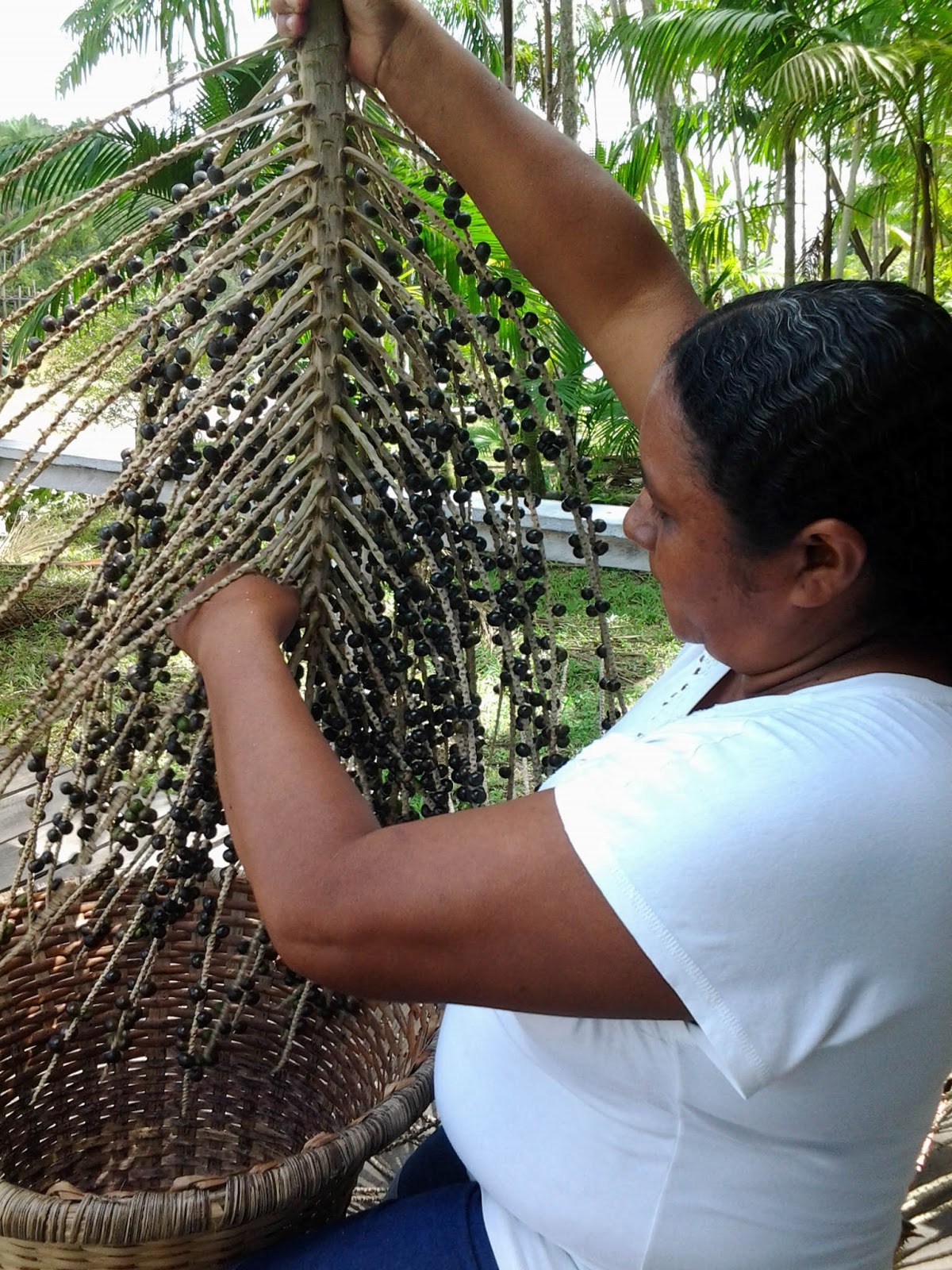 sodrepara24 horas: O Açaí, fruta típica do Pará/Brasil