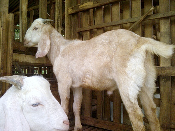 8 Jenis-Jenis Kambing Populer Dibudidayakan Di Indonesia ...