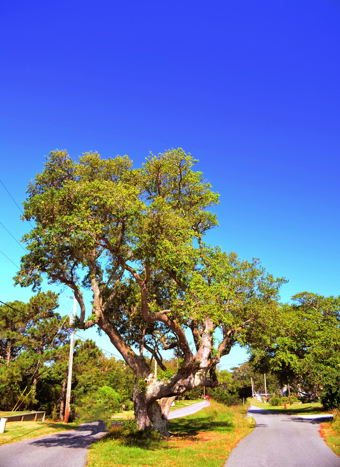 Did You See That?: The Cora Tree