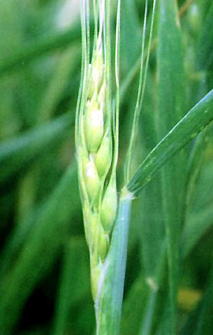 Los Angeles Bread Bakers: Stages in Wheat Growth