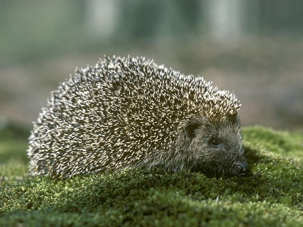 Amazing Hedgehog - Hedgehogs Facts, Photos, Information, Habitats, News ...