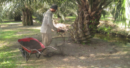 Perawatan Kelapa Sawit Usia 7 Tahun - DISTRIBUTOR NASA