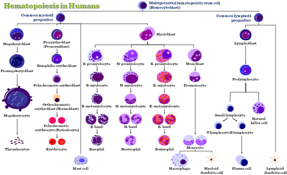 Just Another Blog of mine: RETIKULOSIT