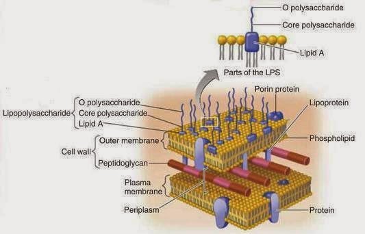Laboratoristas Químicos, Equipo 4 Microbiología CBTIS No. 128: Pruebas ...