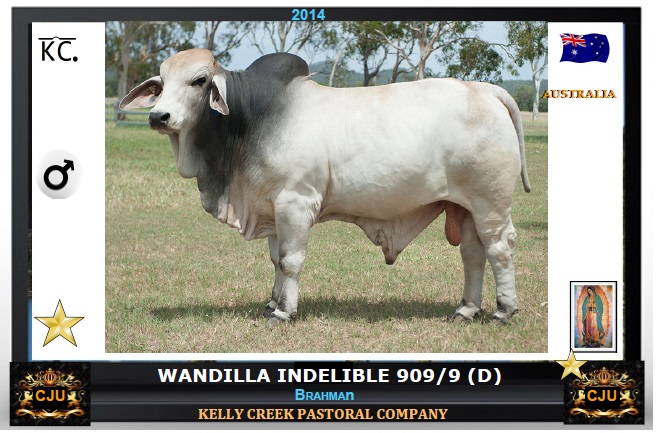 CEBÚ ♥ ♥ ♥ ZEBÚ♔♕♖♗♘ LA PASIÓN POR EL #CEBÚ #ZEBU: WANDILLA INDELIBLE ...