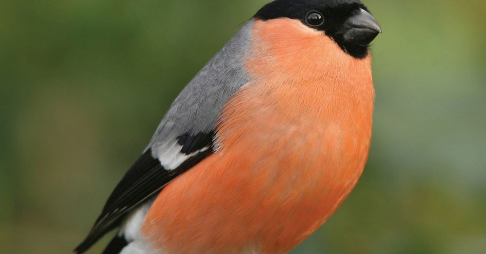 Birds of the Countryside and Gardens of the UK and Ireland
