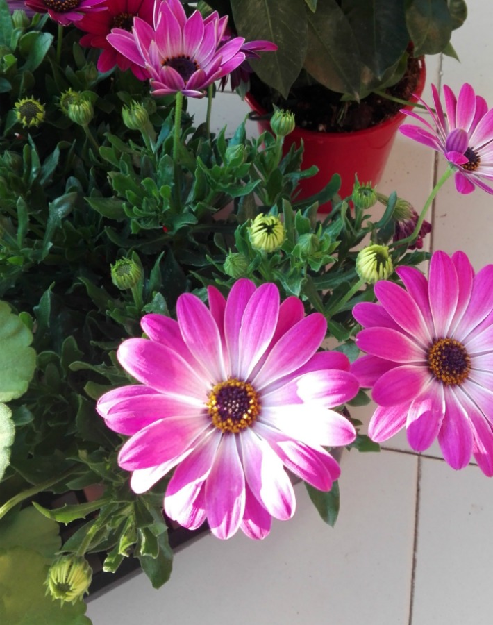 Decoración Fácil: Consejos para plantar flor de temporada