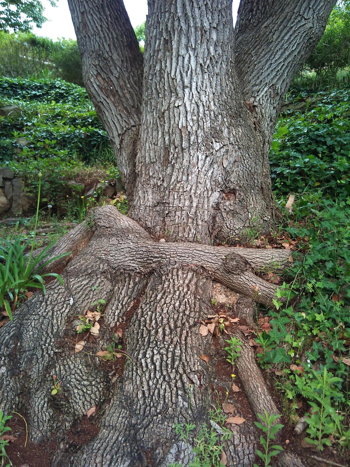 Árboles con alma: Alcanfor. Camforer. (Cinnamomun camphora) )