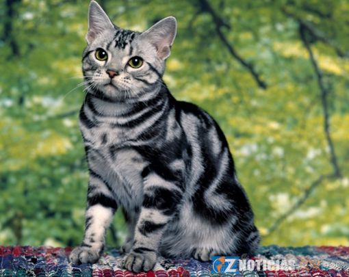 Club de Gatos Toby: GATOS: Las diez razas más hermosas del mundo