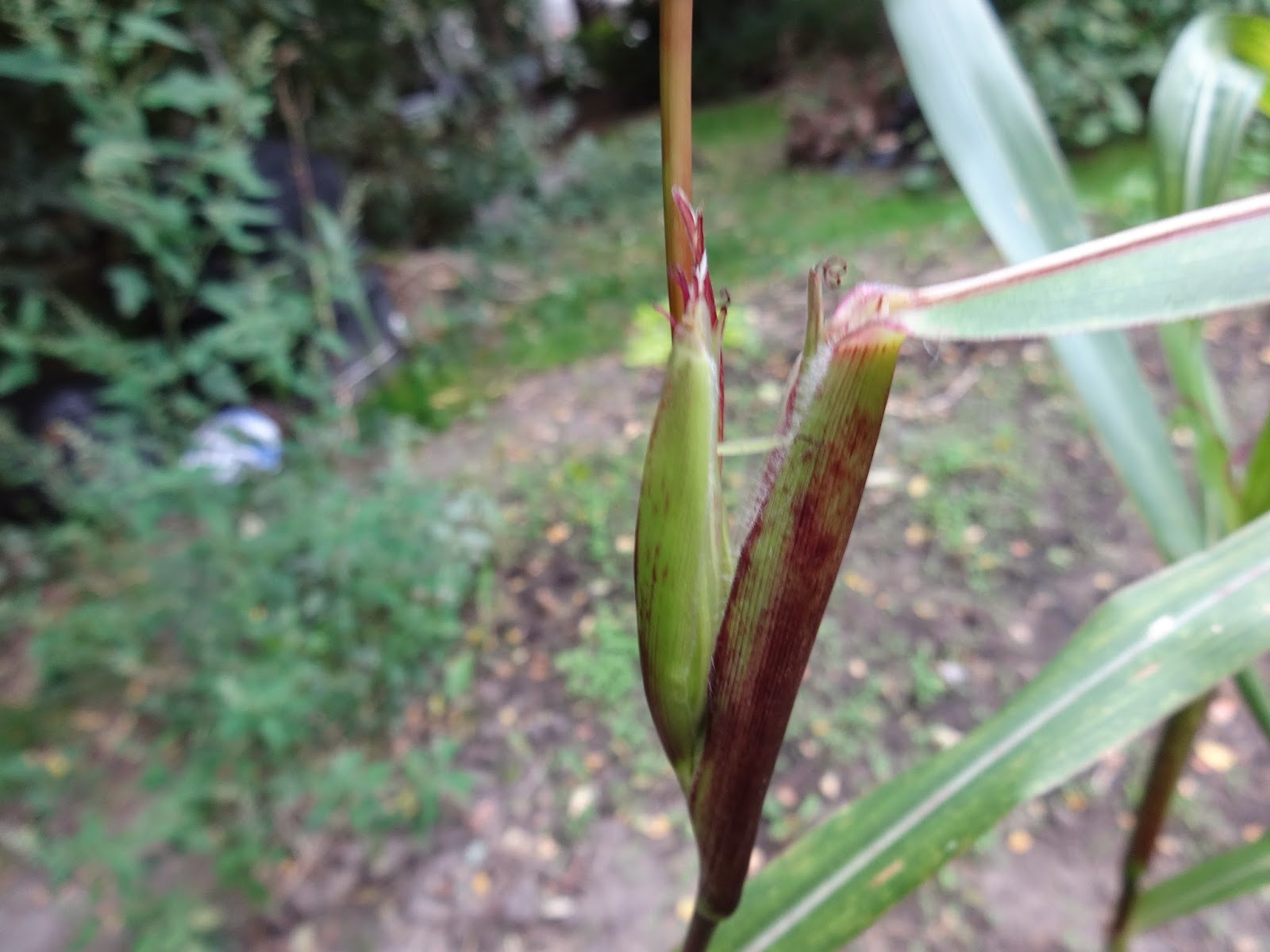 The Perennial Agriculturalist: more ears