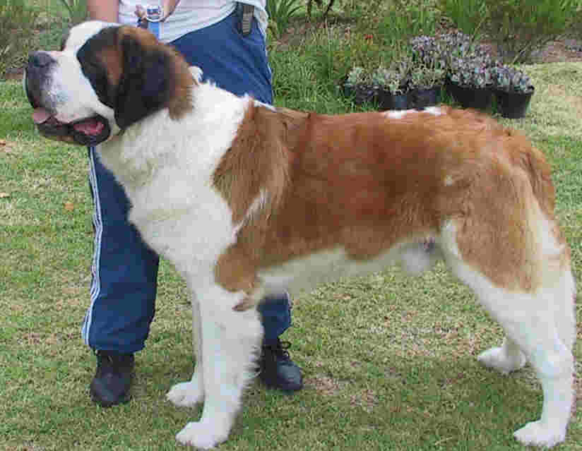 canine breeds: saint bernard