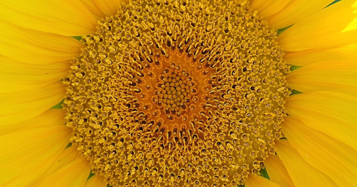 The Colour of August - Reflections and Nature