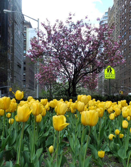 Studio and Garden: Spring in New York