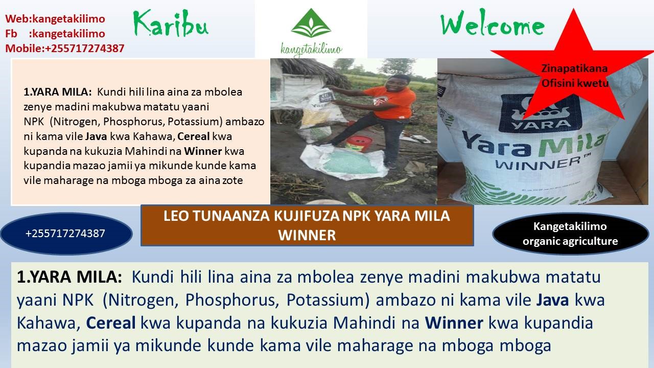 Kilimo cha Bamia: Fahamu kuhusu mbegu bora, mazingira sahihi ya kulima ...