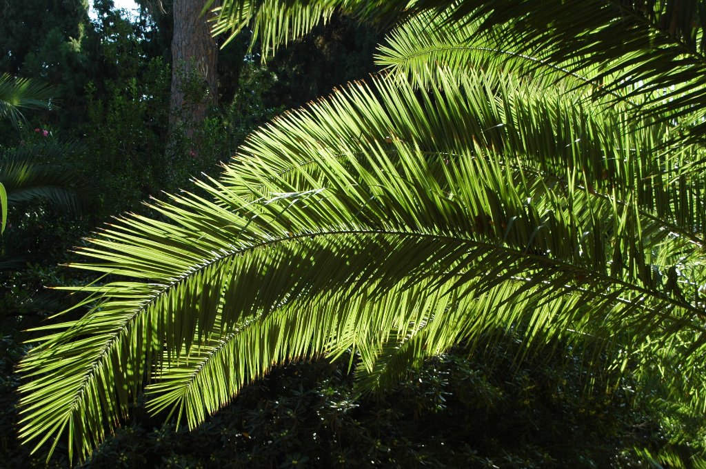 Fénix, palmera canaria (Phoenix canariensis Chabaud)