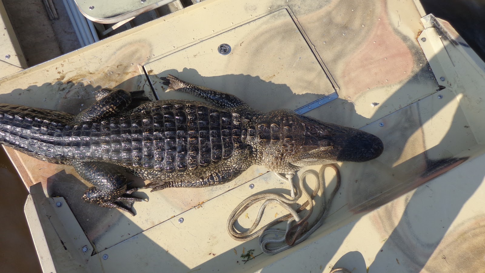 Hank Huntington: Up Close and Personal, Hunting Alligators