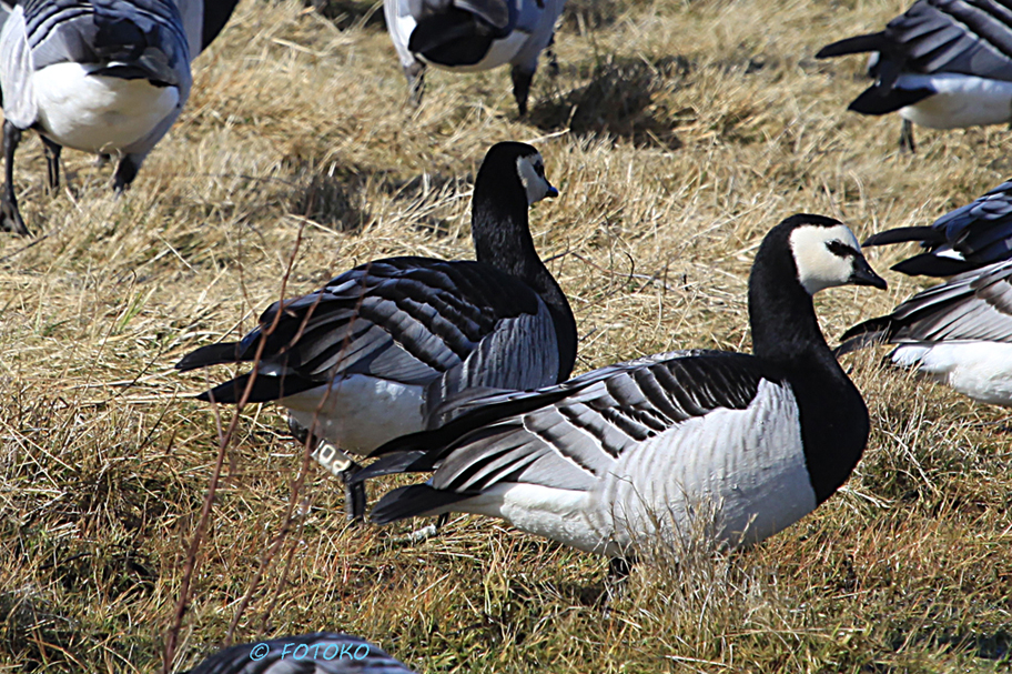 NatuurlijkNatuur: Brandganzen. [Barnacle Goose]