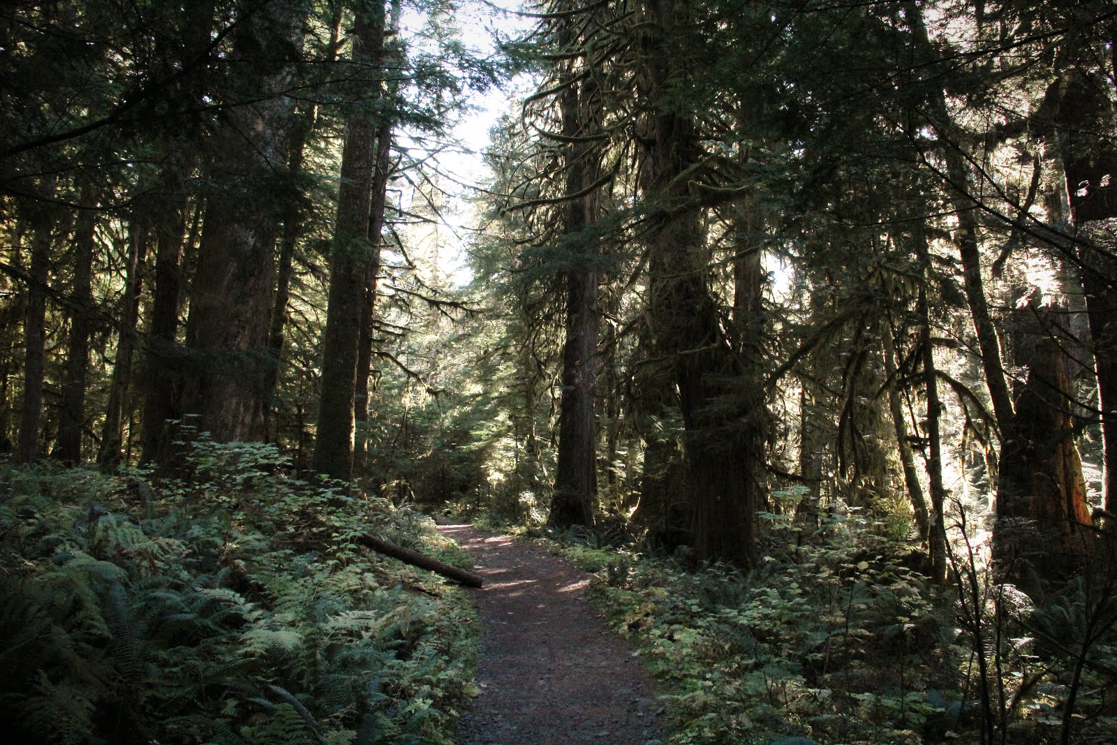 The Lovely Red Fox: Hiking Staircase — Olympic National Park