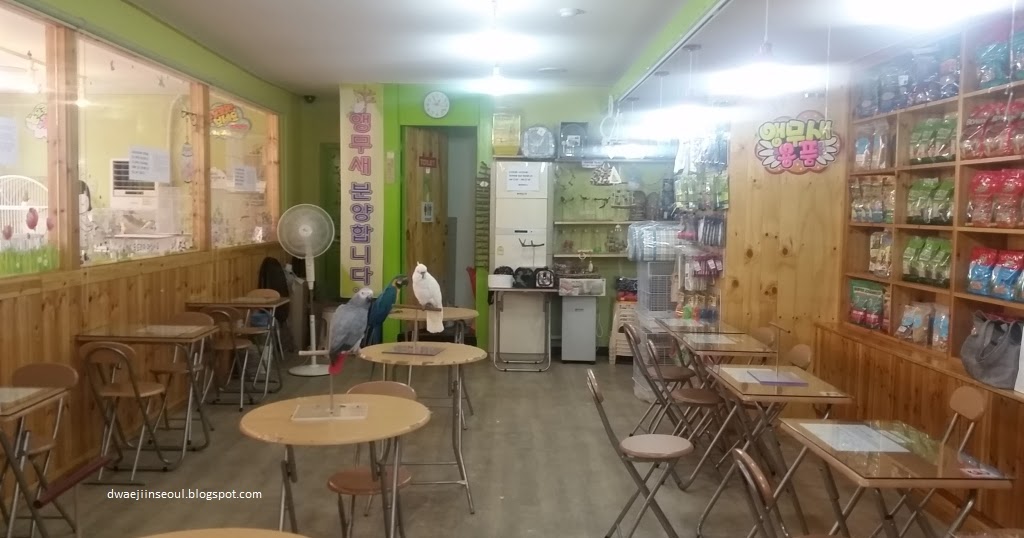 Dwaeji In Seoul: Wanggwan House (parrot cafe), Sinchon