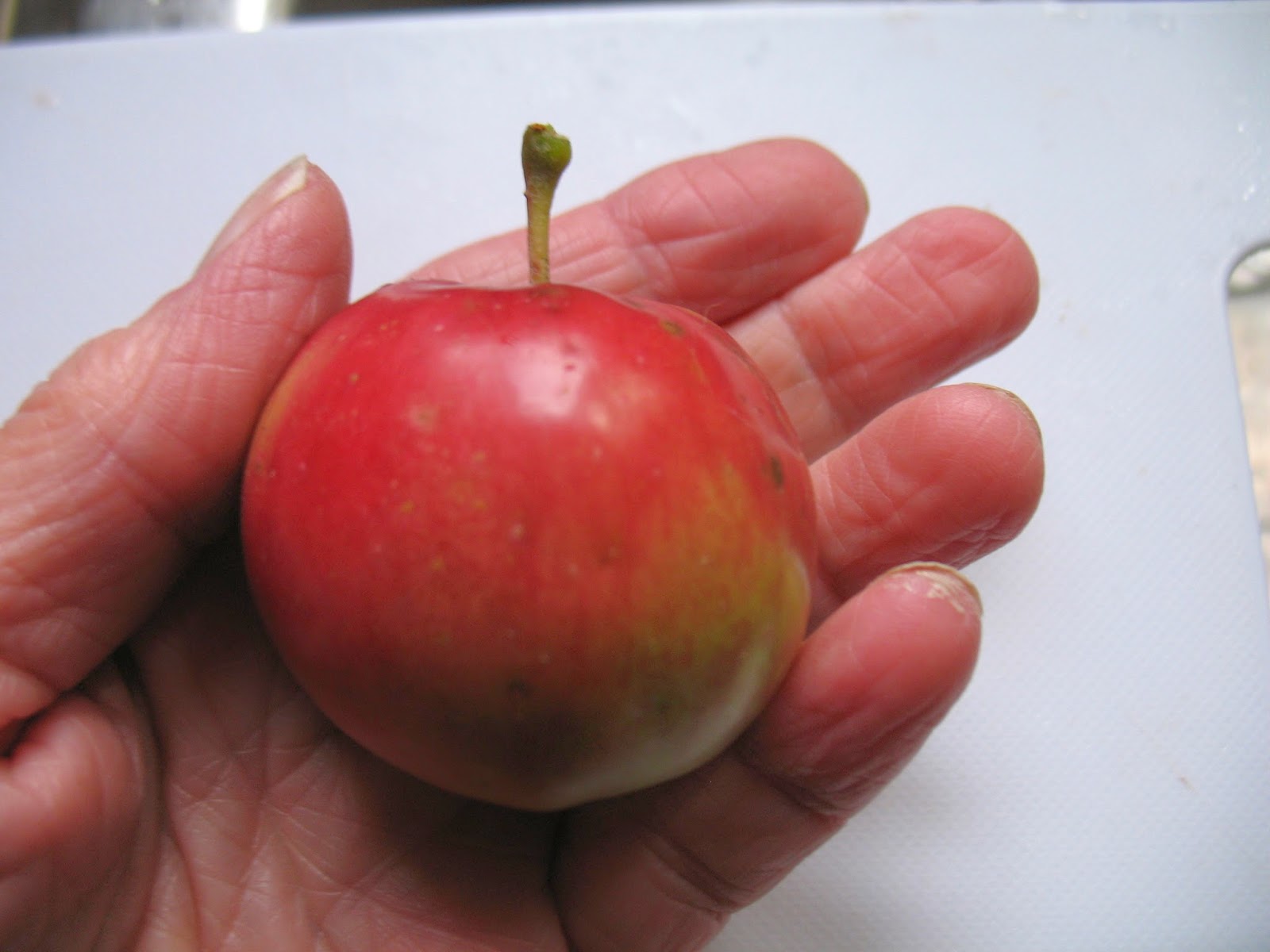 muddleaged: Wickson Crab Apple