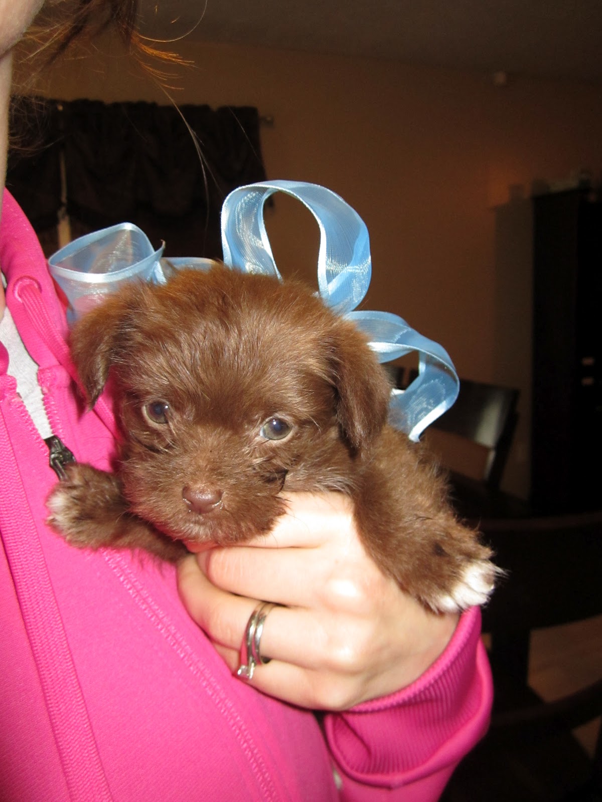 The First Commandment: Meet Brownley: A Cairn Terrier Chihuahua Mix