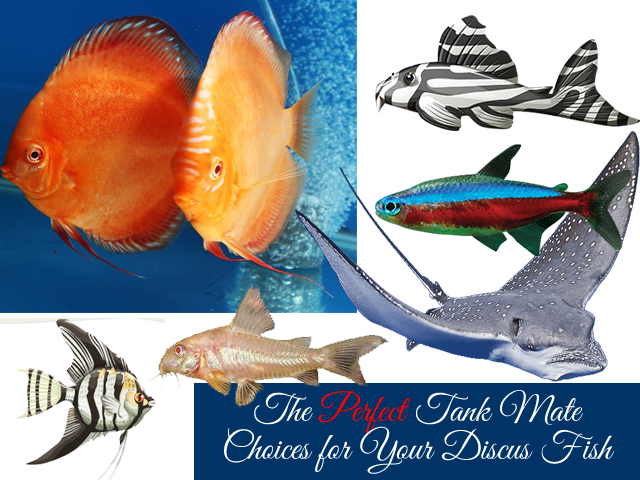 The Perfect Tank Mate Choices for Your Discus Fish