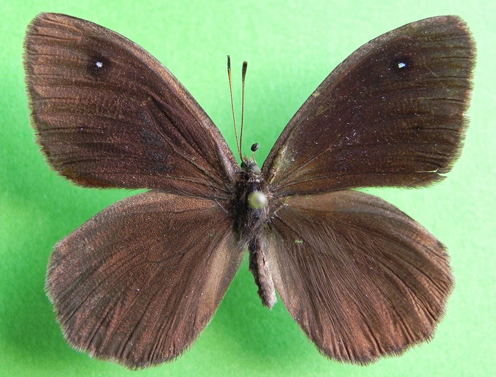 MARIPOSAS (BUTTERFLIES): Subfamilia SATYRINAE (Familia SATYRIDAE)