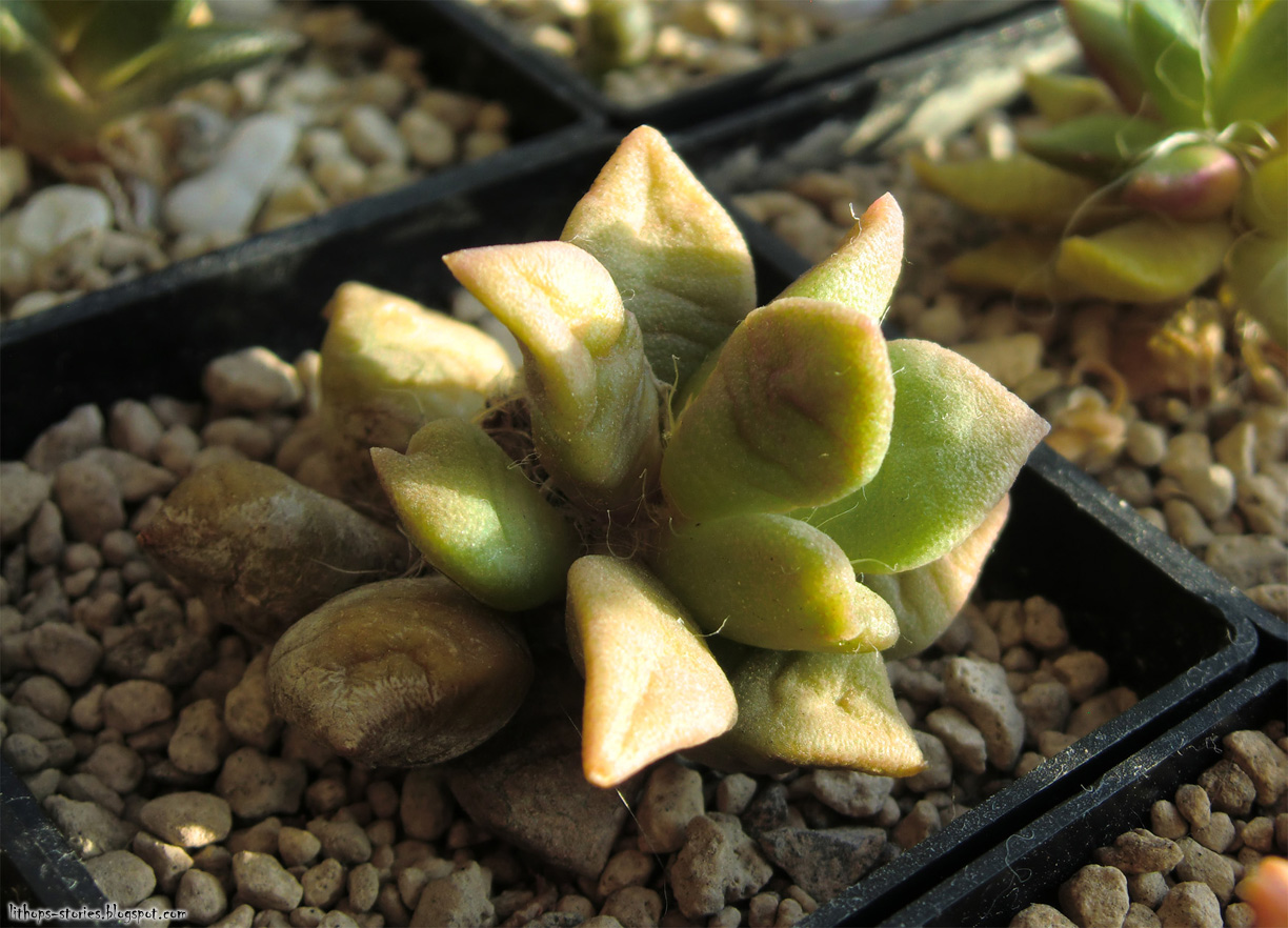 Lithops Stories: Winter update (10 pics)