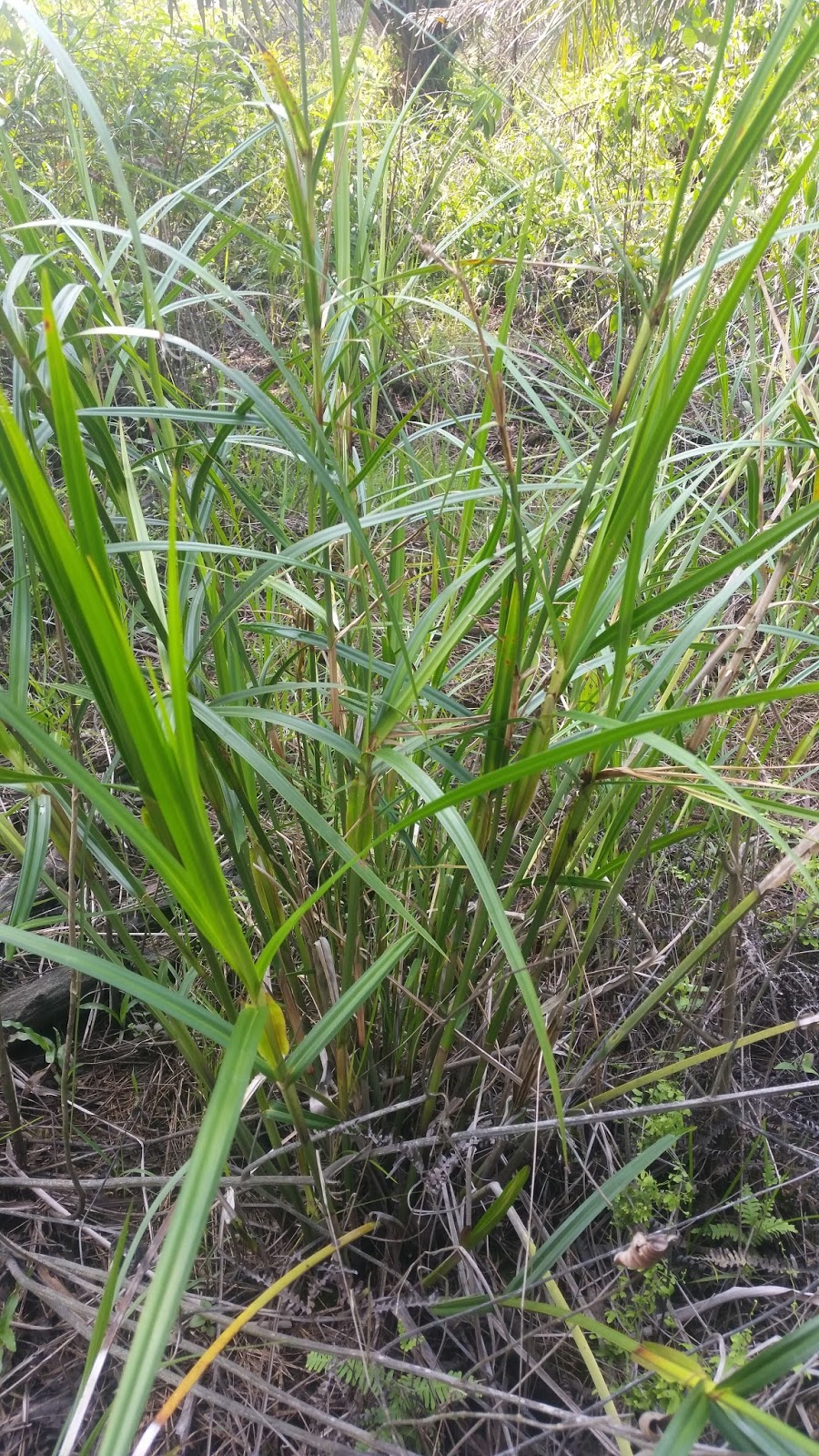 Warisan Petani: Pokok Sendayan.