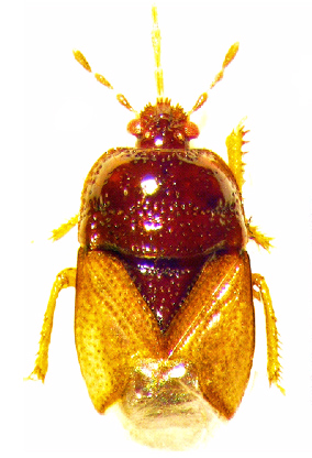 One species a day: A new burrower bug: Amnestus mendeli