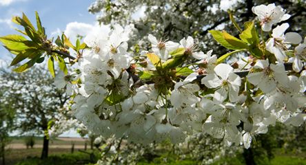 Ook in de Voerstreek bloeien de bloesems in alle pracht! - Hof van ...