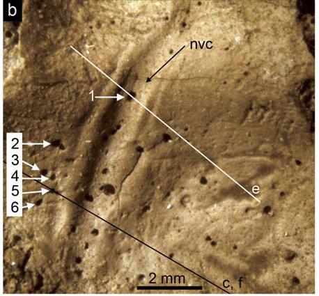 The Coastal Paleontologist: Bone-eating zombie worms, part 4: more on ...
