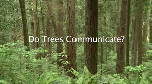 Creative Healthy Living: How Trees Talk to Each Other