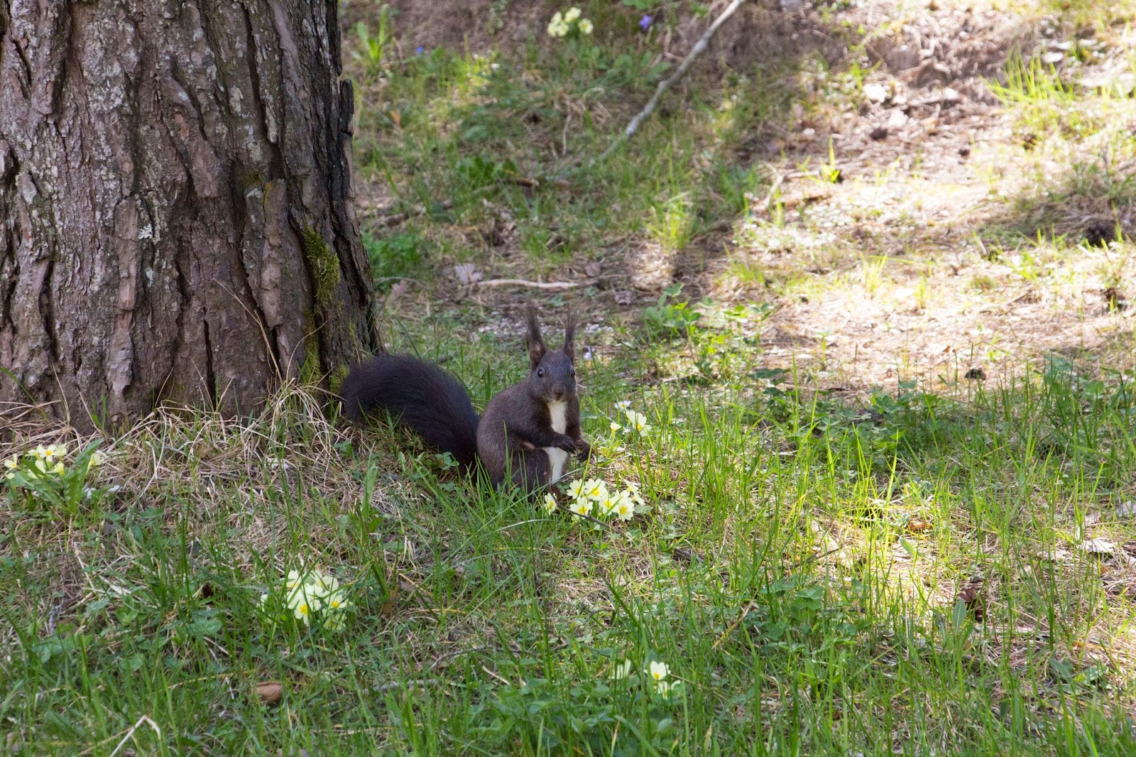 Kuhartnica: Veverica