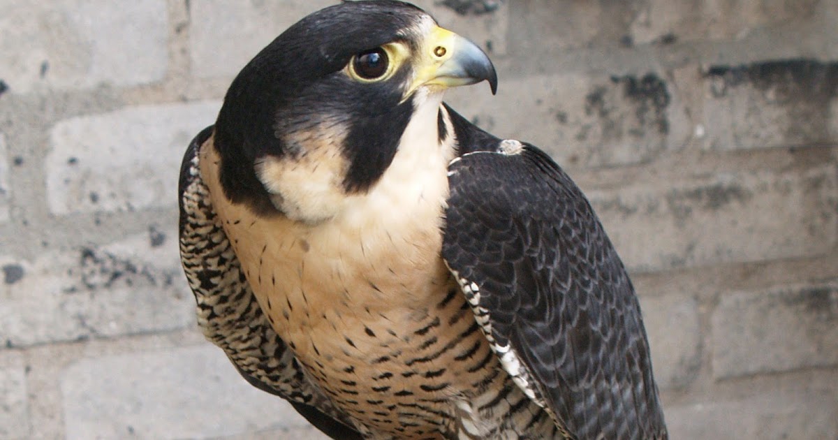 The Raptor Center: Remembering Annie the Peregrine Falcon