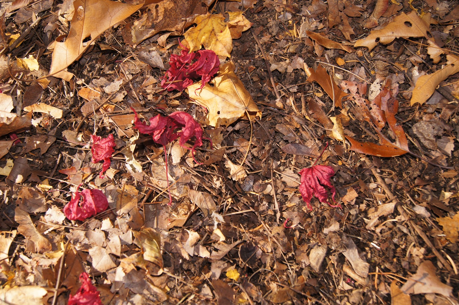 The Sustainable-Enough Garden: Shredding less and enjoying it more