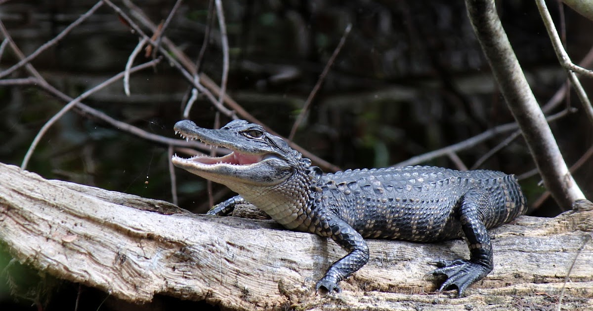 mitcheci photos: Florida: Baby Gator