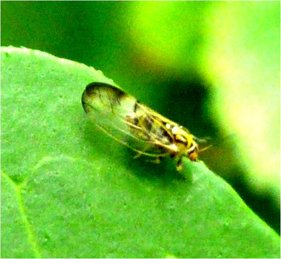 Insects of Scotland: True Bugs