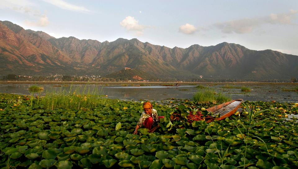 Lotus at Nageen Lake, Srinagar - Paradise Kashmir